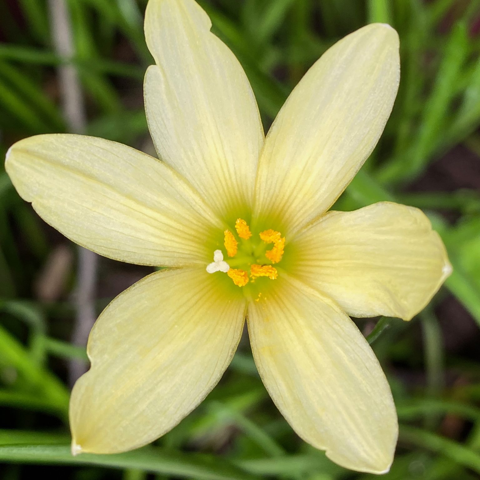 Rain Lily Reginae : The Garden Club of Houston
