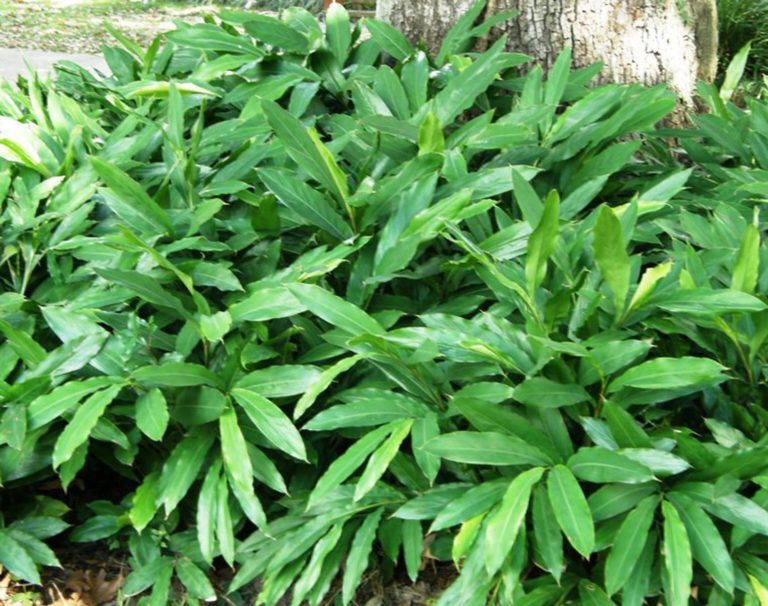Ginger Cardamom : The Garden Club of Houston