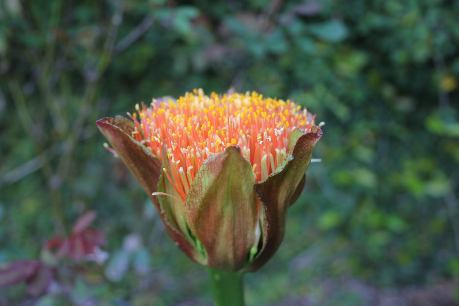 Flaming Torch Lily – Scadoxus puniceus : The Garden Club of Houston