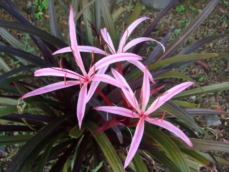 Crinum ‘Menehuene’ : The Garden Club of Houston