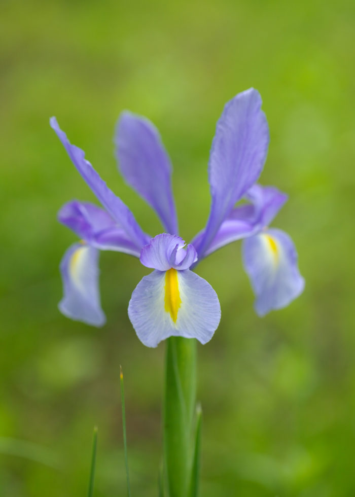 Dutch Iris Light Blue : The Garden Club of Houston