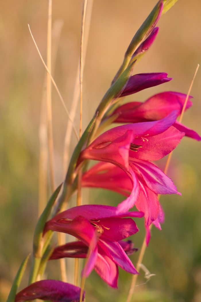 Byzantine Gladiola : The Garden Club of Houston