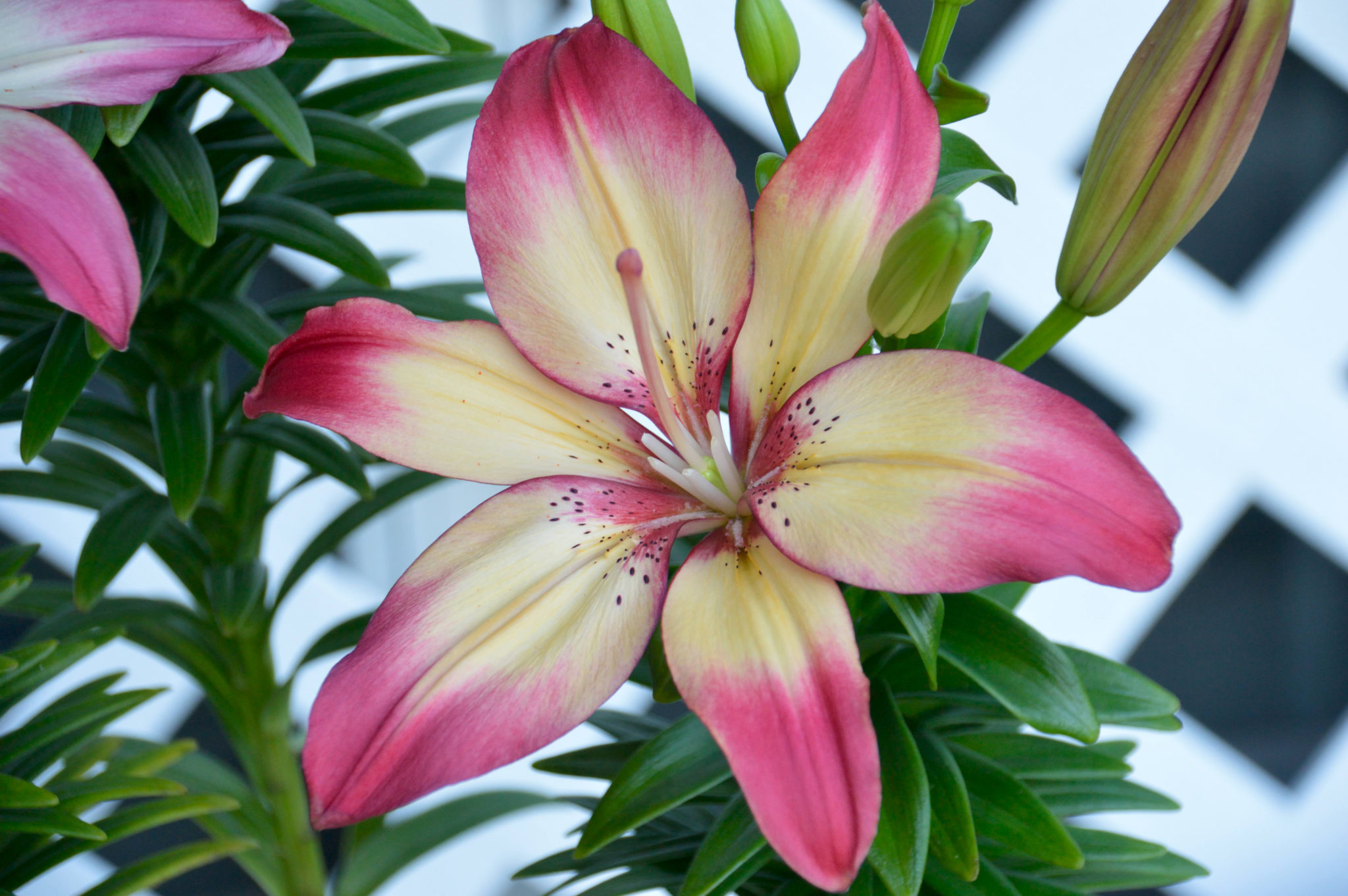 LxA Hybrid Lily American Dream The Garden Club Of Houston lxa-hybrid-lily-american-dream-the-garden-club-of-houston