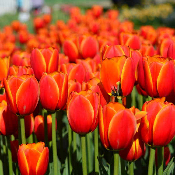Product categories Tulip : The Garden Club of Houston