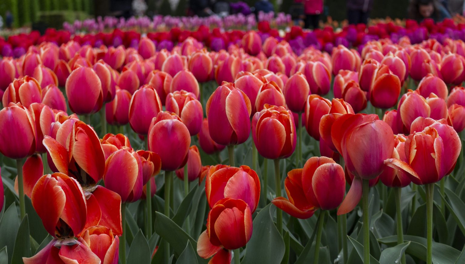 Tulip World’s Fire : The Garden Club of Houston