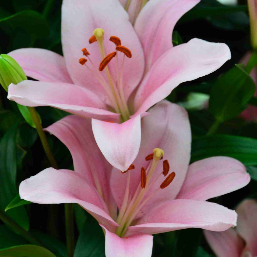 Product categories Lily : The Garden Club of Houston