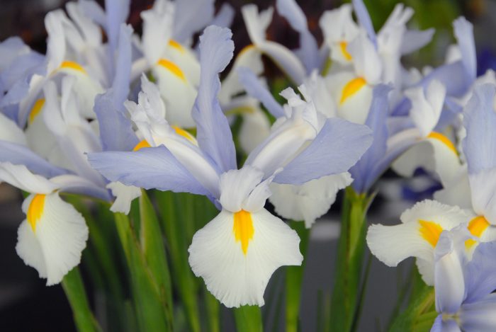 Dutch Iris ‘Sapphire Beauty’ : The Garden Club of Houston