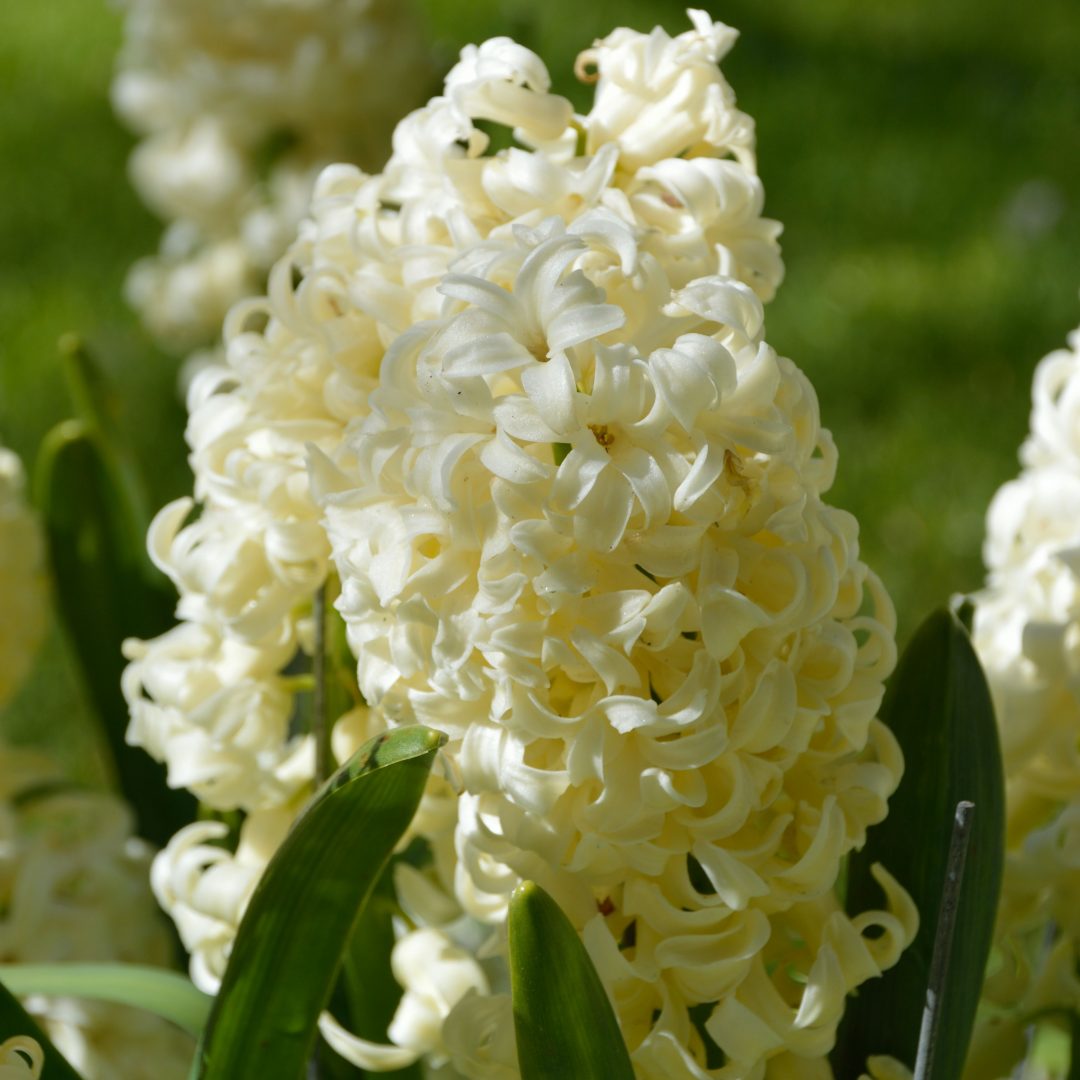 Product categories Hyacinth : The Garden Club of Houston