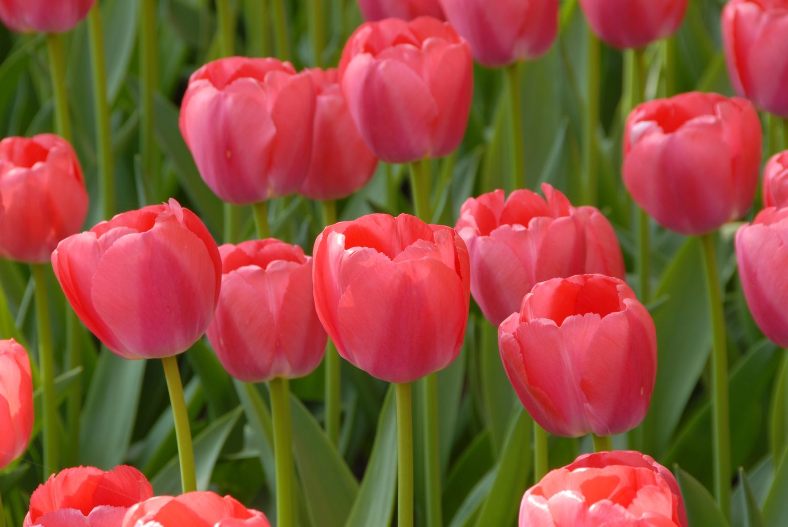Tulip Pink Pride : The Garden Club of Houston