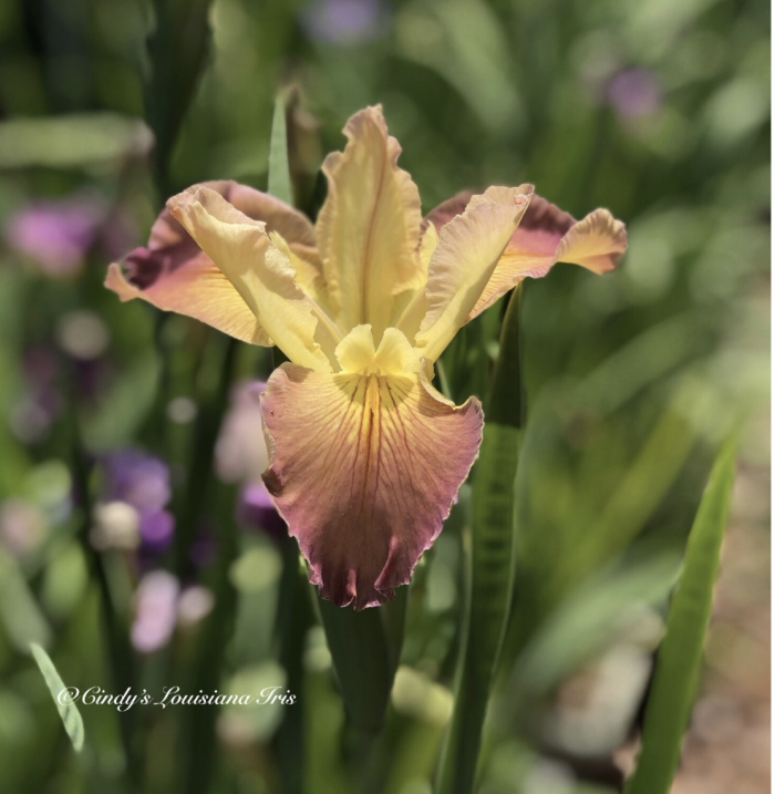 Louisiana Iris ‘Sharon Conoway’ : The Garden Club of Houston