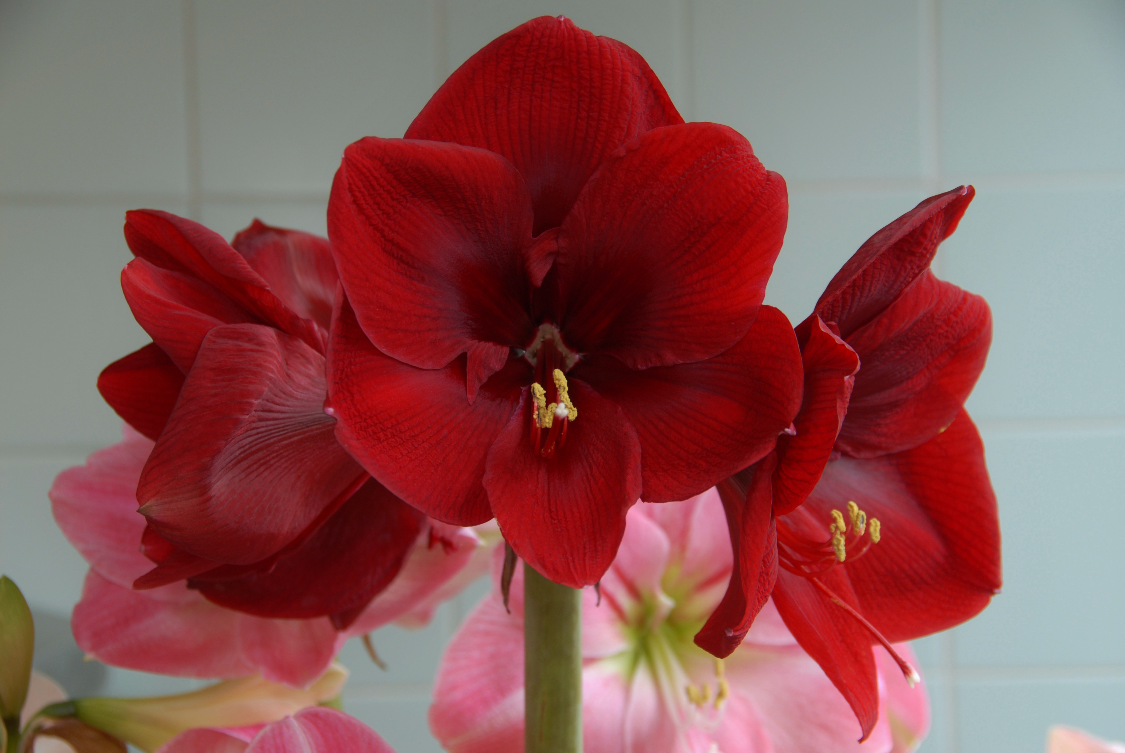 Amaryllis Grand Diva : The Garden Club of Houston