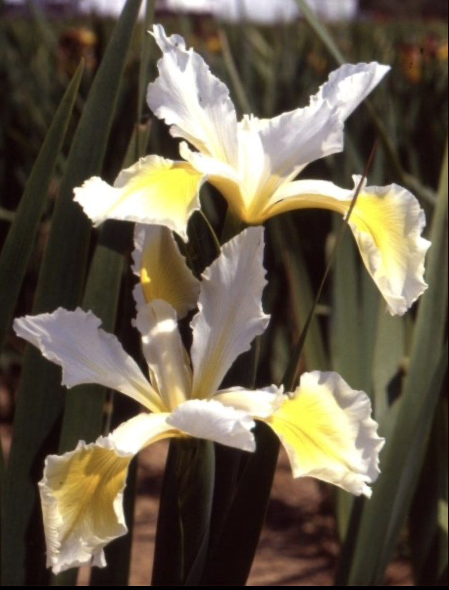 Iris spuria ‘Cust’ : The Garden Club of Houston