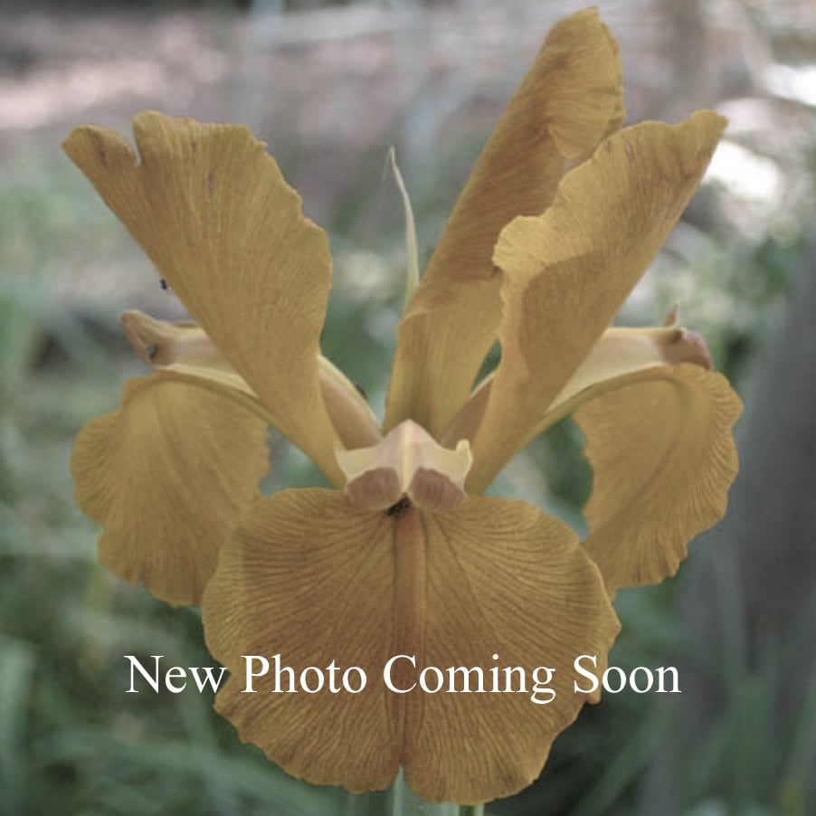 Iris spuria ‘Henna Rush’ : The Garden Club of Houston