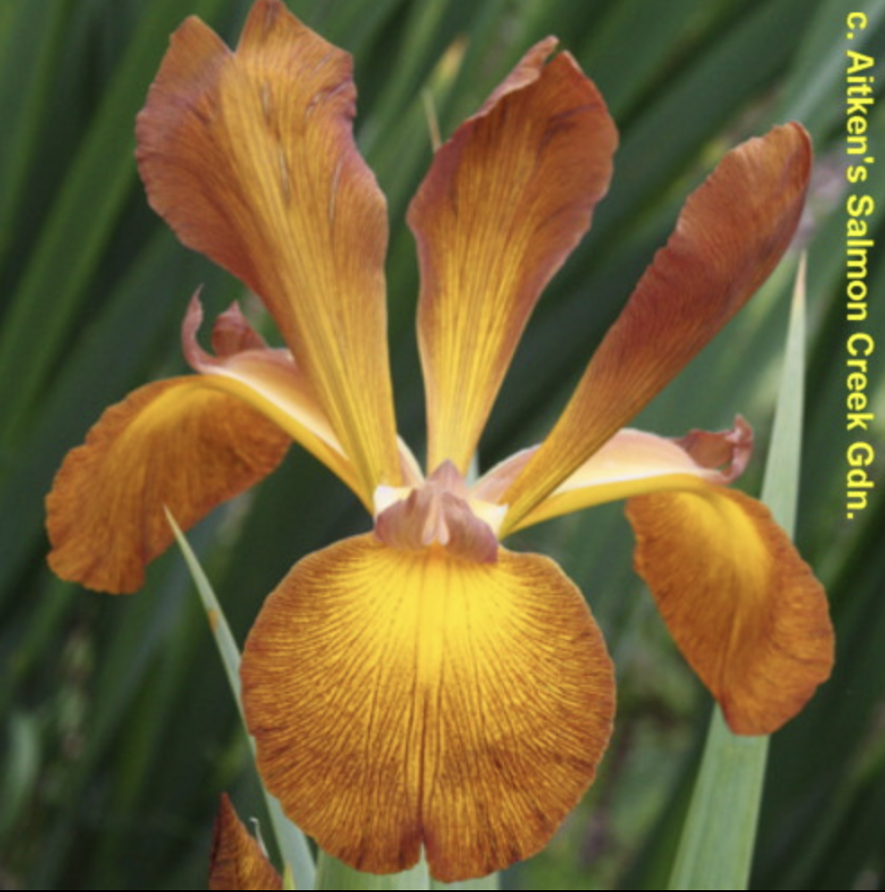 Iris spuria ‘Kiss of Caramel’ : The Garden Club of Houston