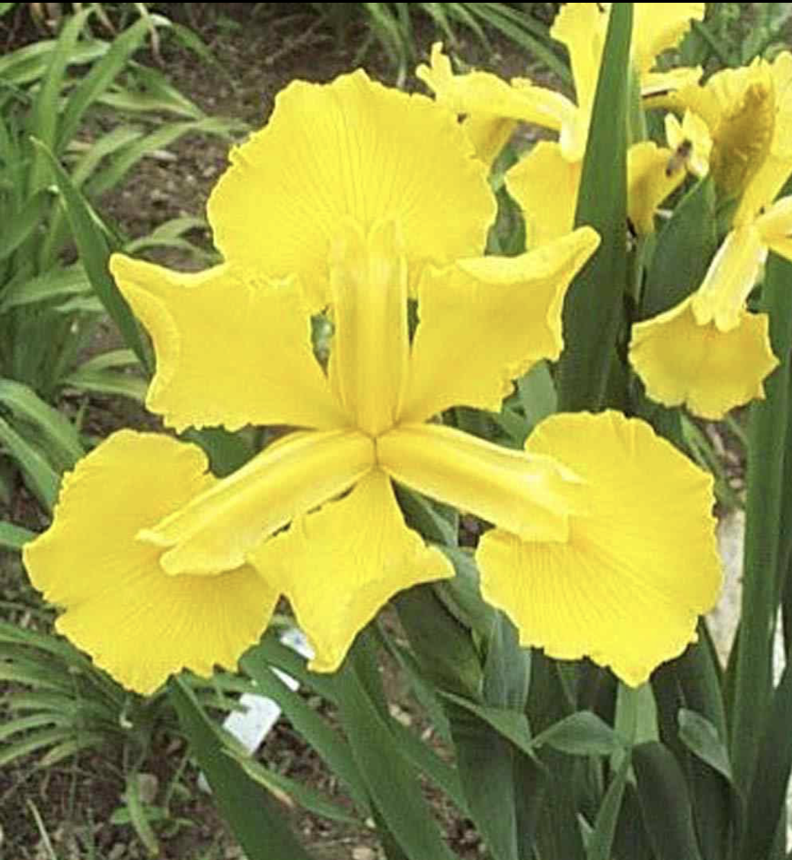 Iris spuria ‘Missouri Sunset’ : The Garden Club of Houston