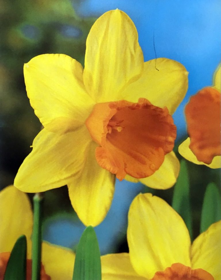 Daffodil Fortune : The Garden Club of Houston